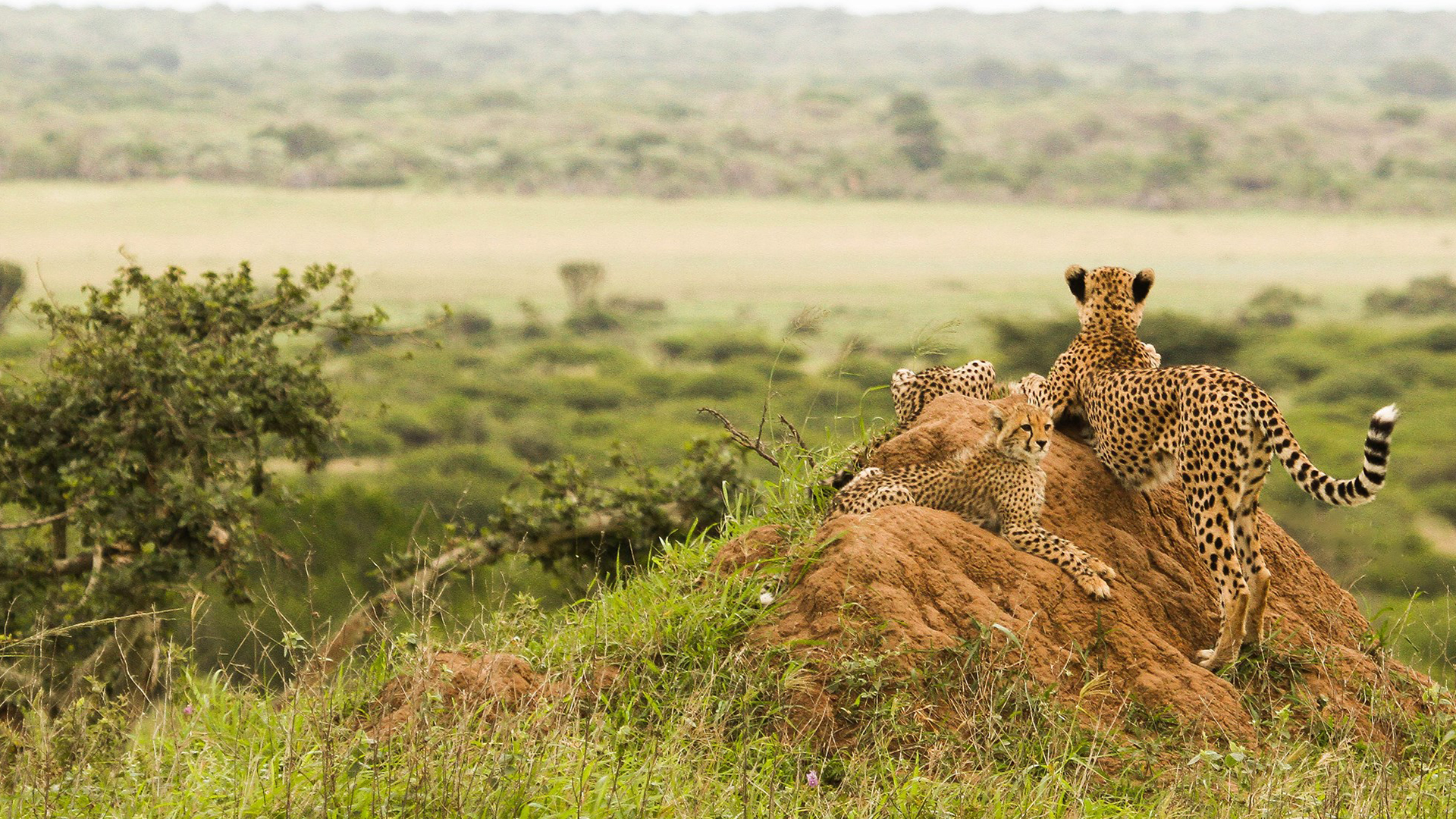 Fly to Phinda Private Game Reserve | Starlite Aviation Charters