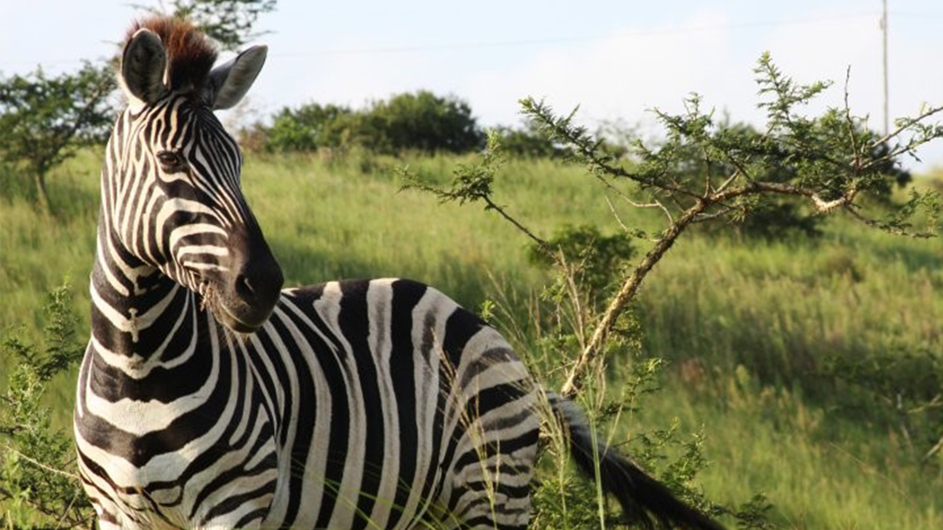 Fly to Rain Farm Game Lodge | Starlite Aviation Charters