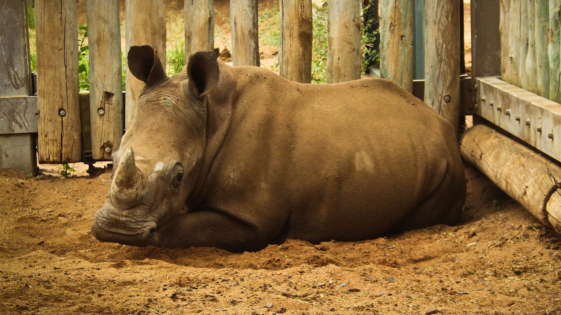 Anti-Poaching and Wildlife Protection Services | Starlite Aviation Group